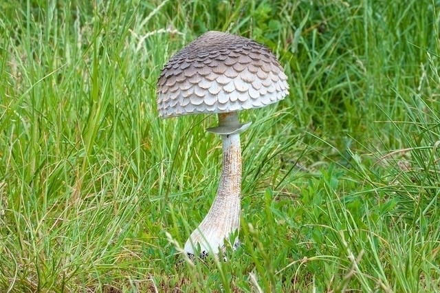 Houba Bedla v.20cm polyston | KLIA.cz