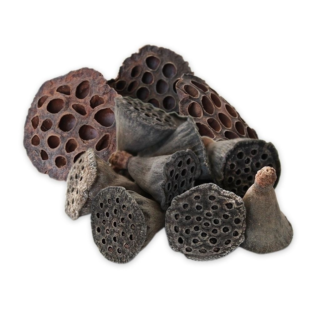 SU Lotus mix velikostí natural 100ks | KLIA.cz